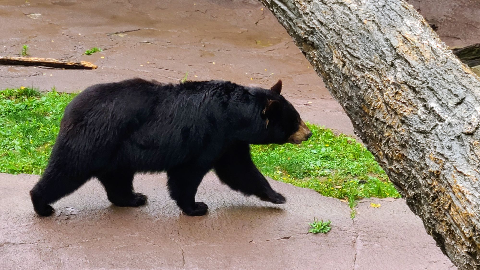 Fireflies, Deer, and Bears: Oh My! Wildlife in Great Smoky Mountains ...