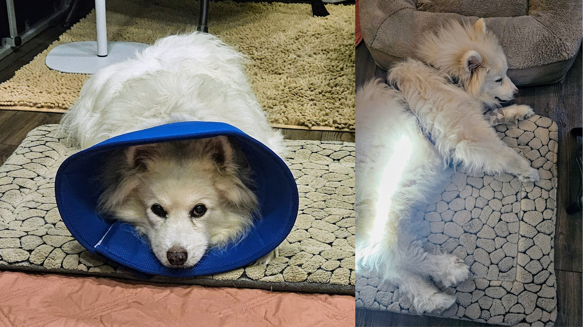 Tanner needed surgery